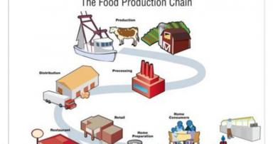 The diagram below shows the stages in the food production chain of the ...