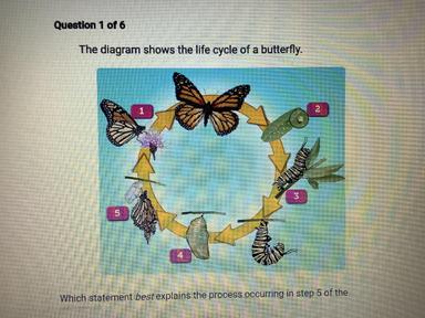 The diagram shows the life cycle of a butterfly - IELTS Writing Essay ...
