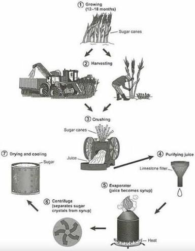 The diagram below shows the manufacturing process for making sugar from ...