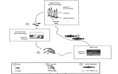 The diagrams display the life cycle of the salmon, which is a large ...