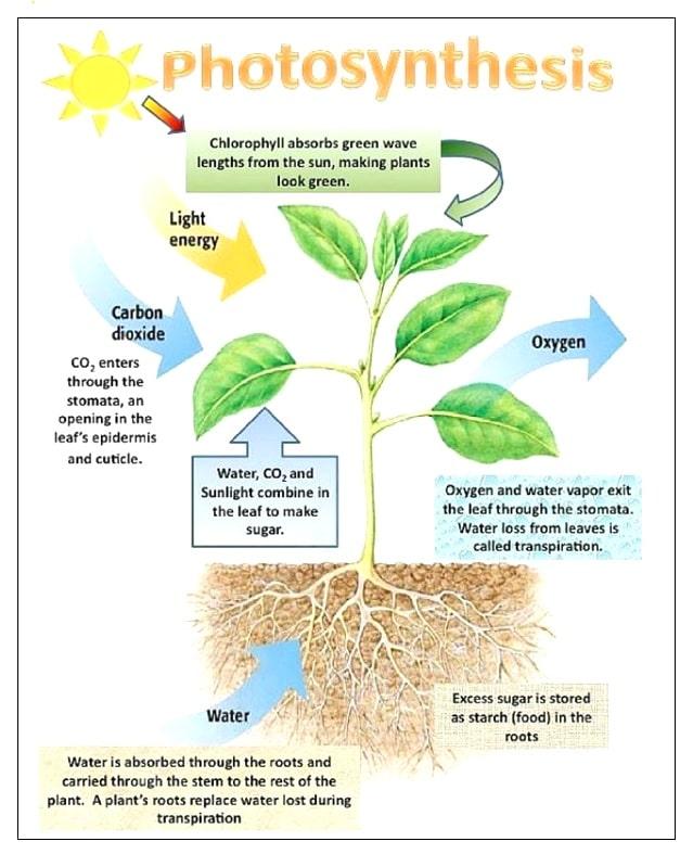 the diagram shows the process of photosynthesis - IELTS Writing Essay ...